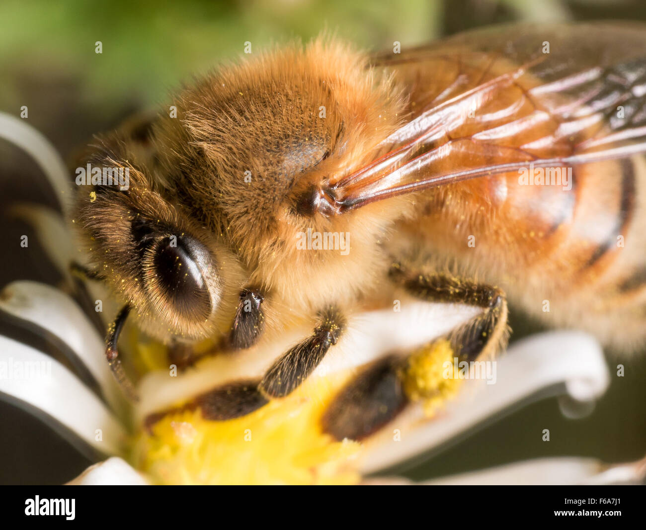 Fuzzy Yellow Honey Bee extracts pollen from white aster flower Stock ...