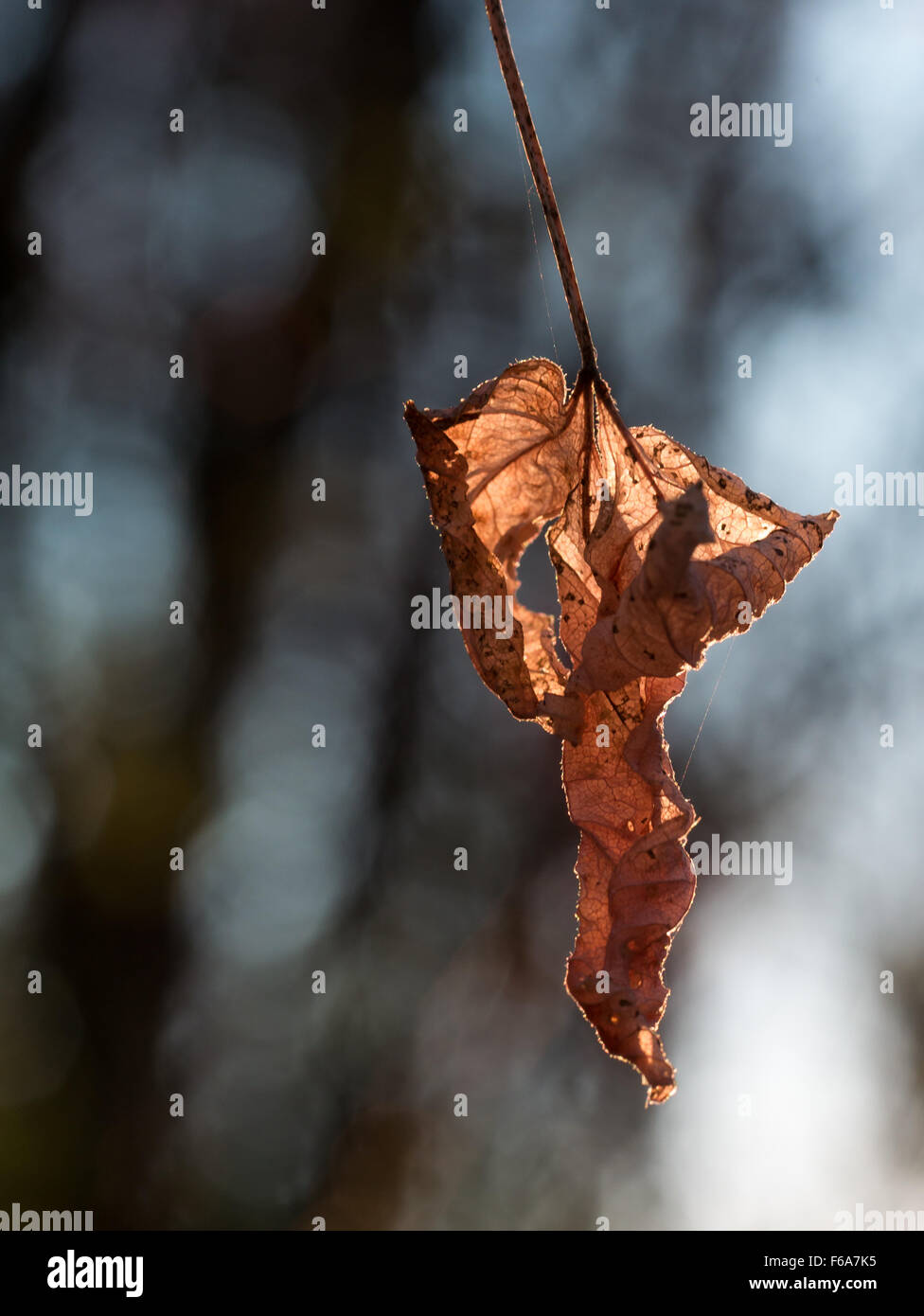 single Leaf about to fall off tree is brightly lit by sunset Stock ...