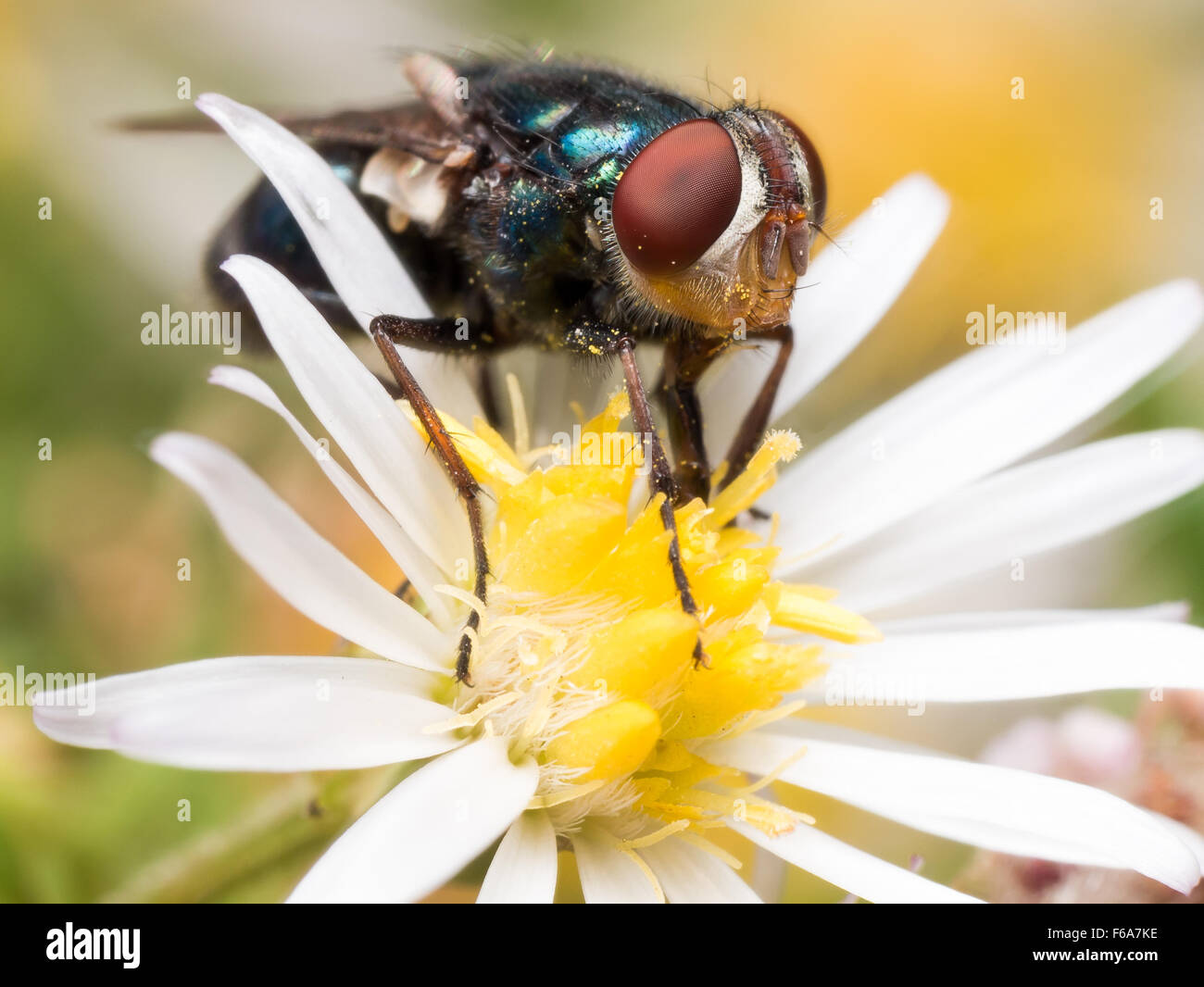 Shiny blue-green fly with bright red compound eyes with bright yellow ...