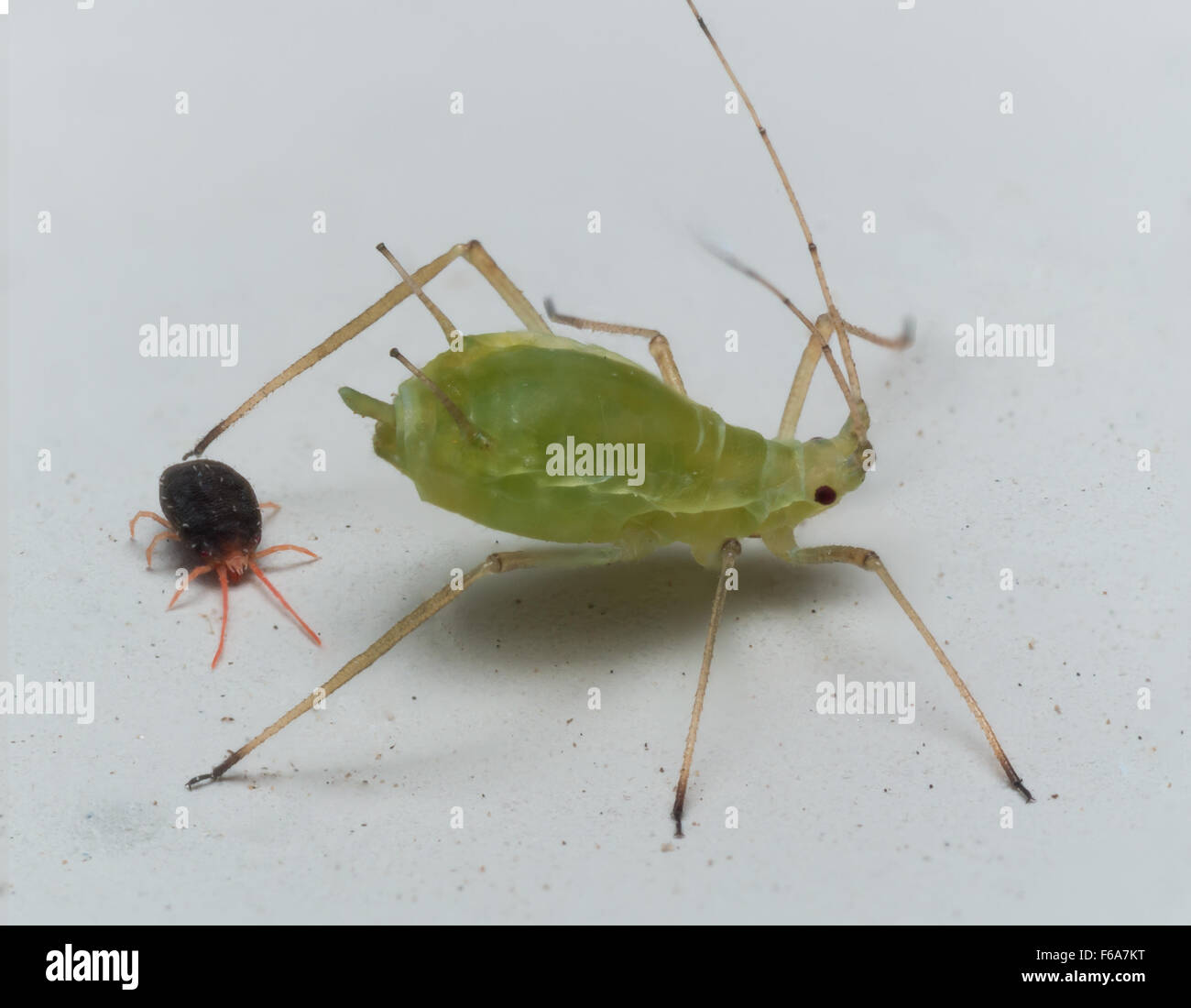 Mite eggs hi-res stock photography and images - Alamy