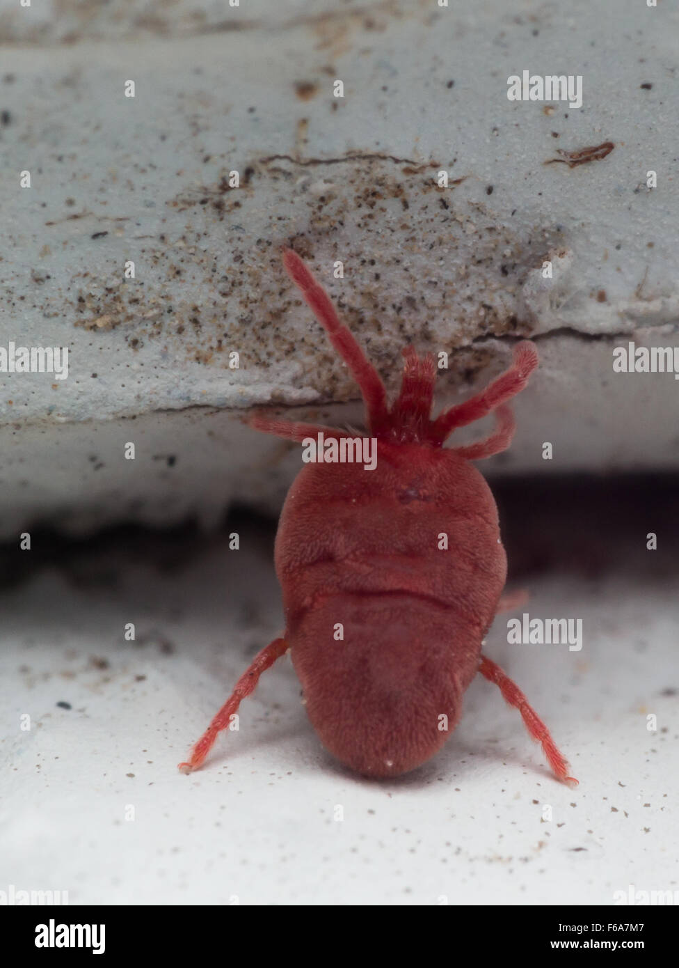 Tiny red velvet mite is bright red, and looks like a walking beanbag ...