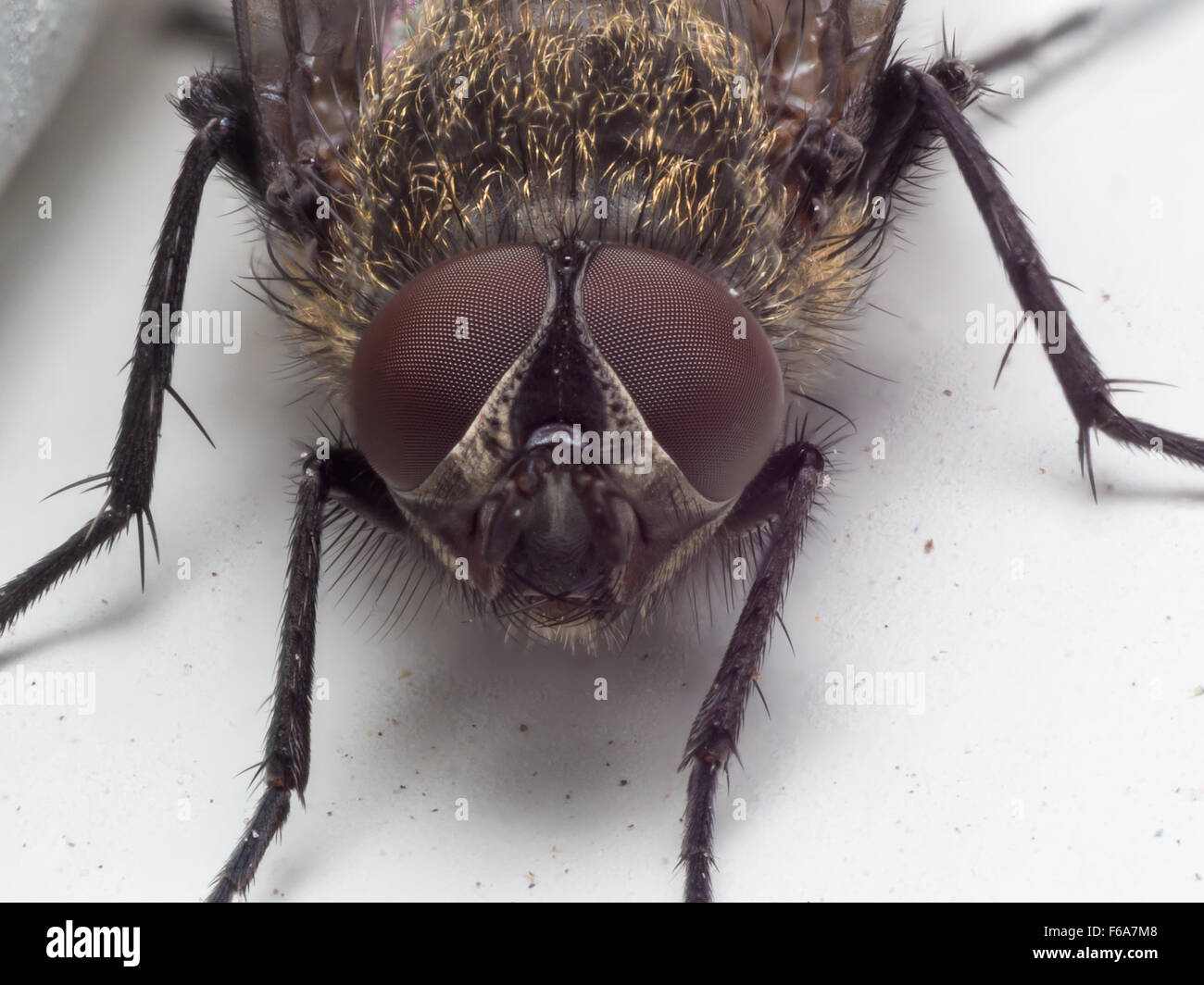 Brown house fly rests on white surface. shows detail of compound eyes ...