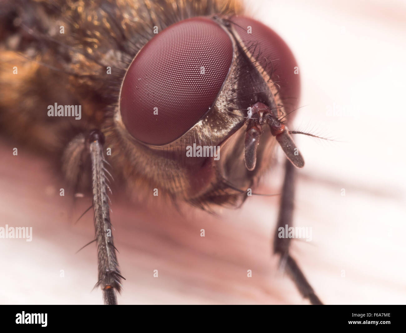 Brown house fly rests on wooden surface. shows detail of compound eyes ...