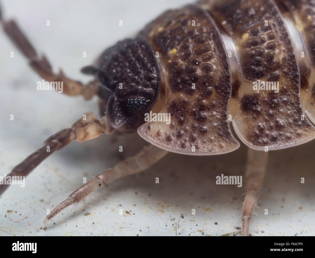 Roly Poly Bug High Resolution Stock Photography and Images - Alamy