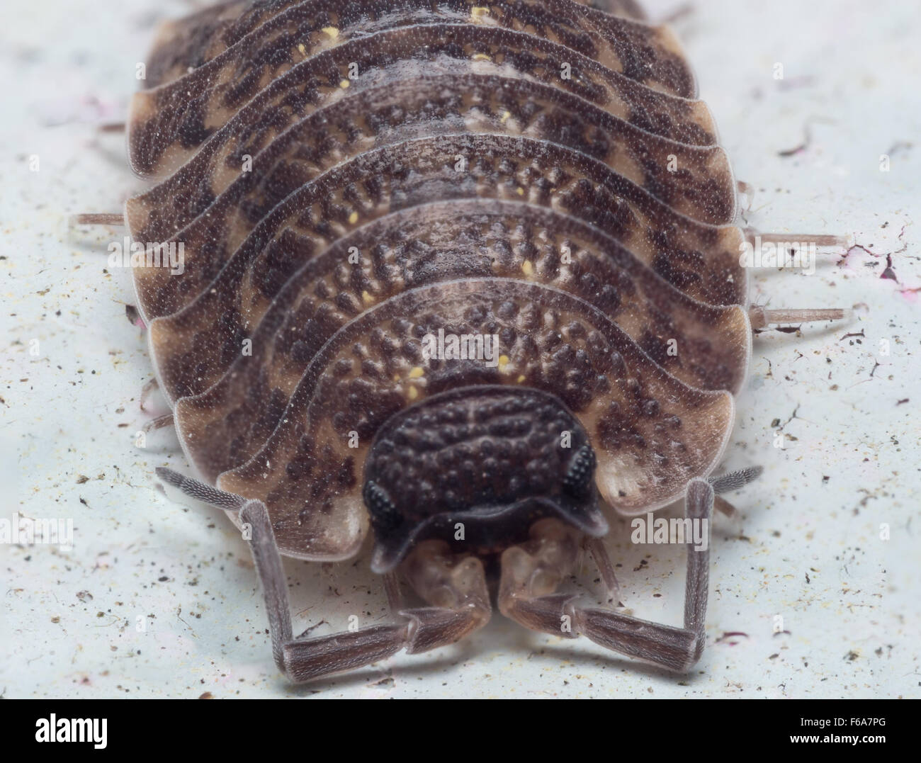 Armadillidiida hi-res stock photography and images - Alamy