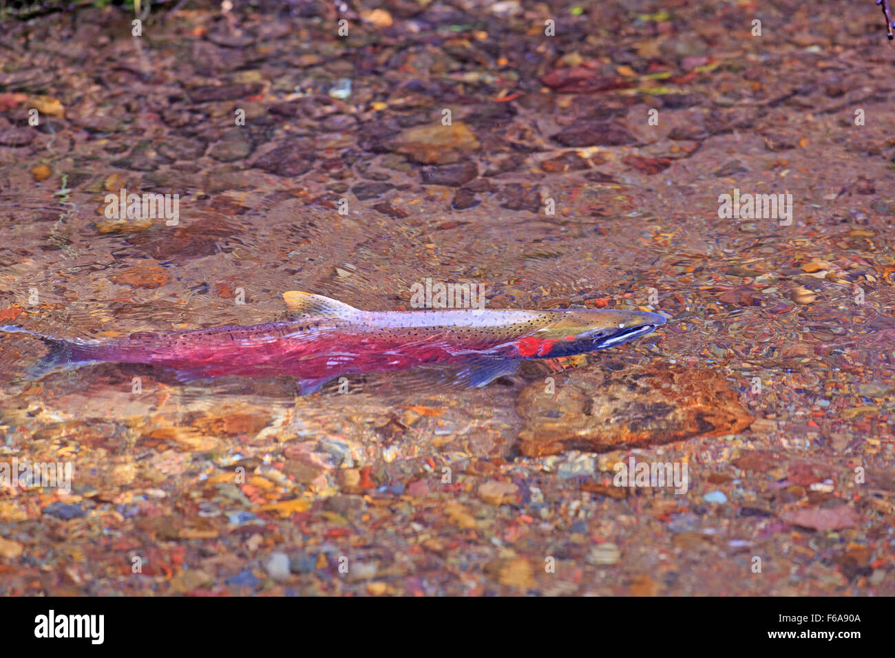 Spawning coho salmon hi-res stock photography and images - Alamy