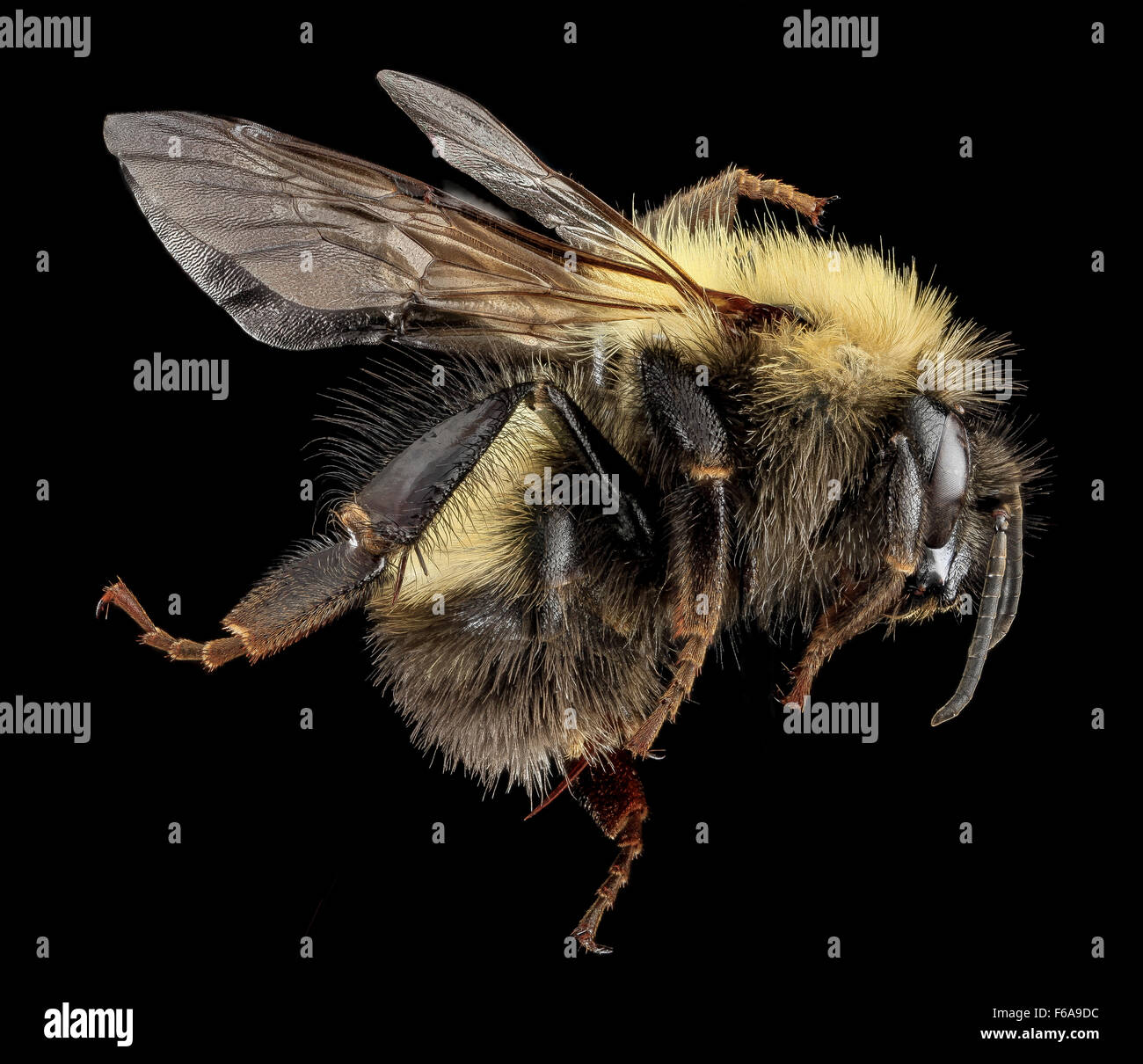 Bumblebee anatomy hi-res stock photography and images - Alamy