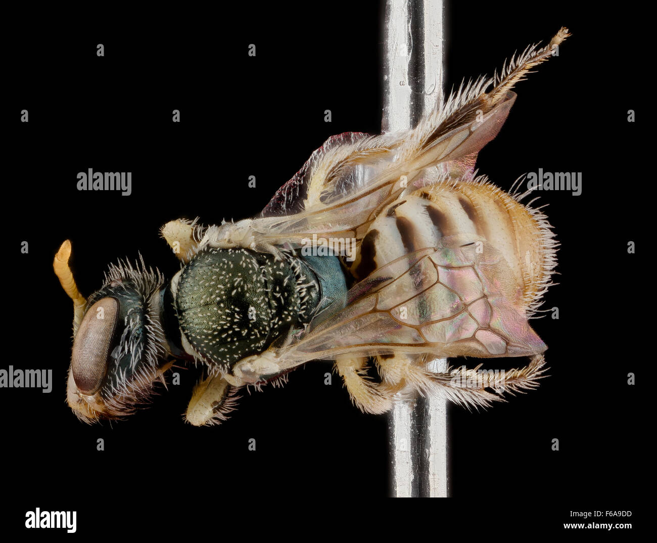 Perdita bee hi-res stock photography and images - Alamy