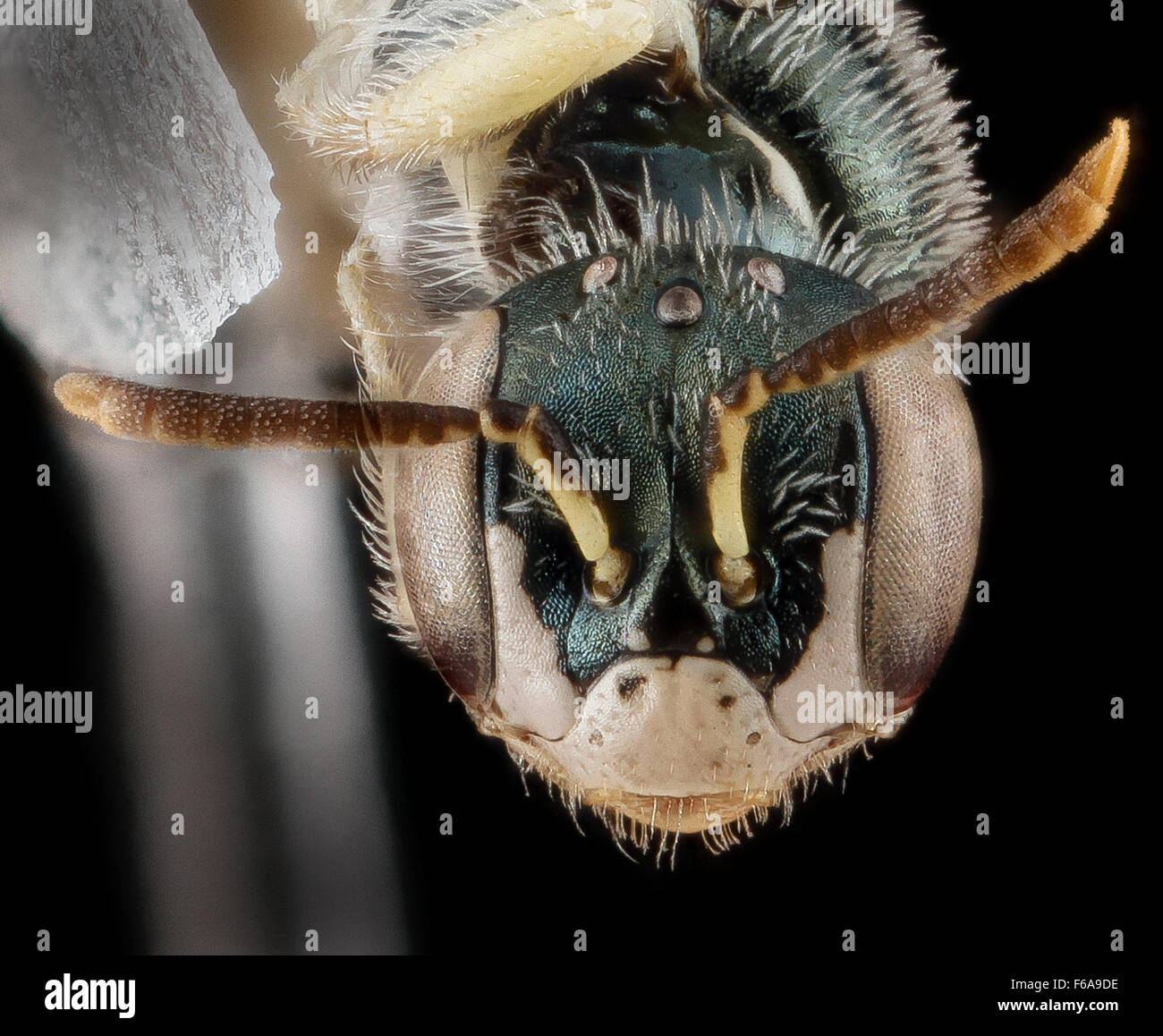 A close-up of a female *Perdita idonea*, a native bee species from ...