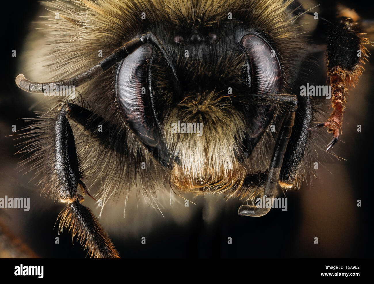 A close-up image of a male Bombus terricola, a native bumblebee species ...