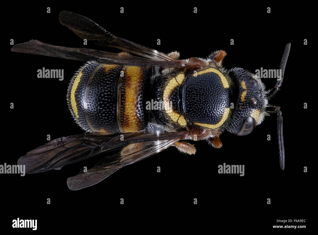 This image shows a male Stelis louisae, a parasitic bee species ...