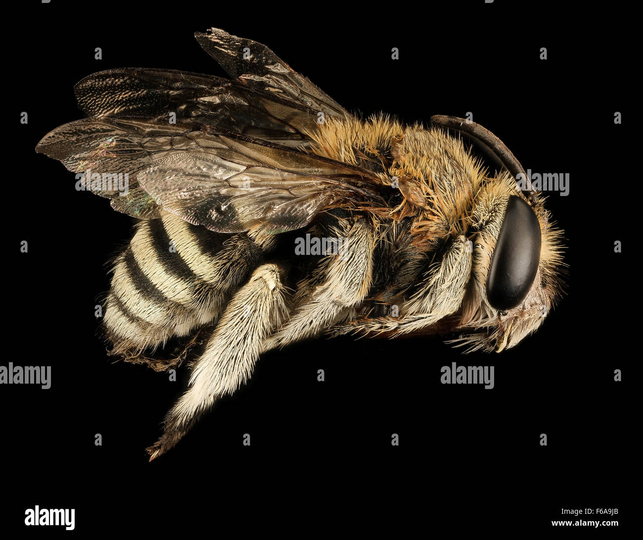 Close up side view captures hi-res stock photography and images - Alamy