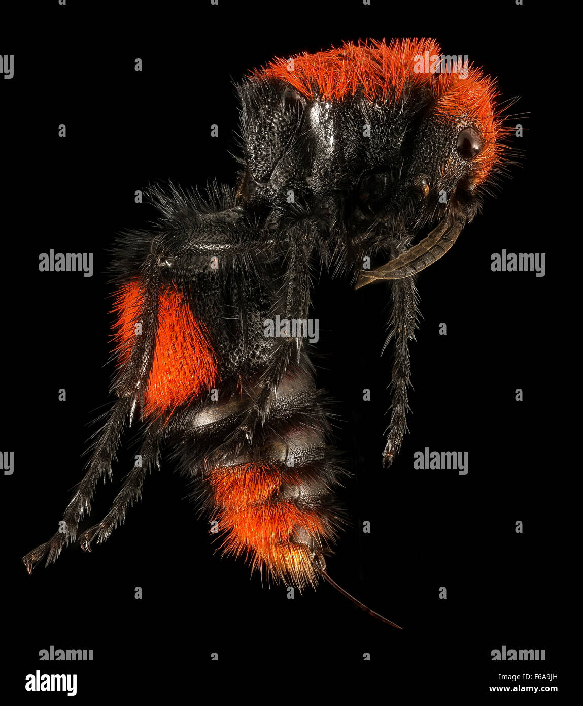 Red velvet ant hi-res stock photography and images - Alamy