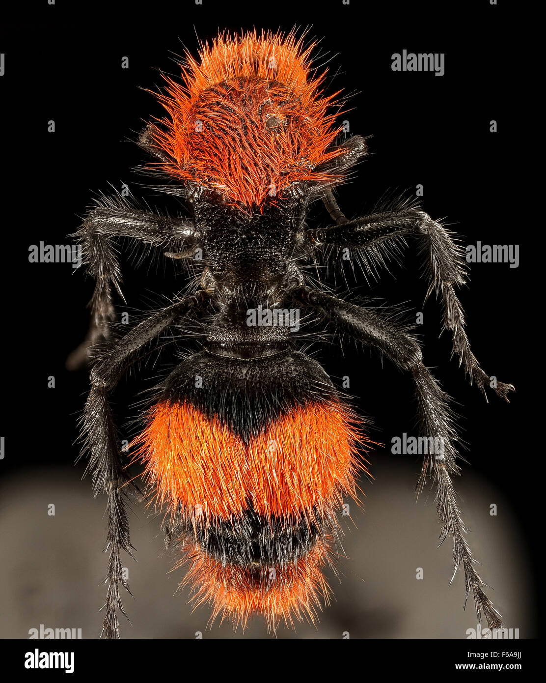 The Velvet Ant, a wingless wasp from the Mutillidae family, was ...