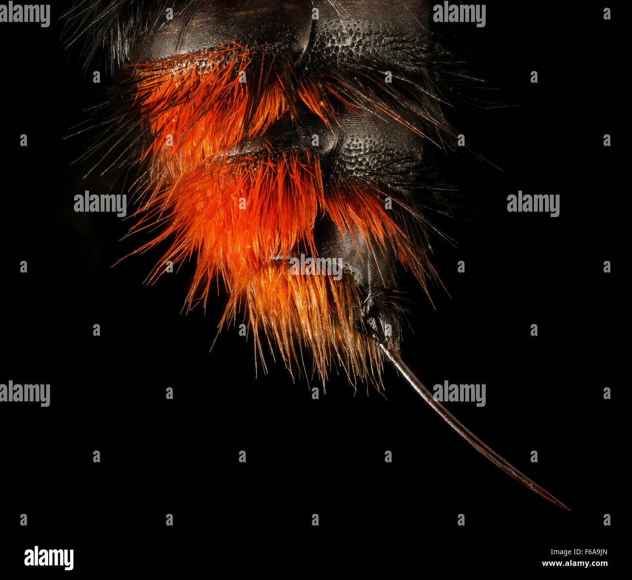 A close-up photograph of a female Velvet Ant, also known as the ...