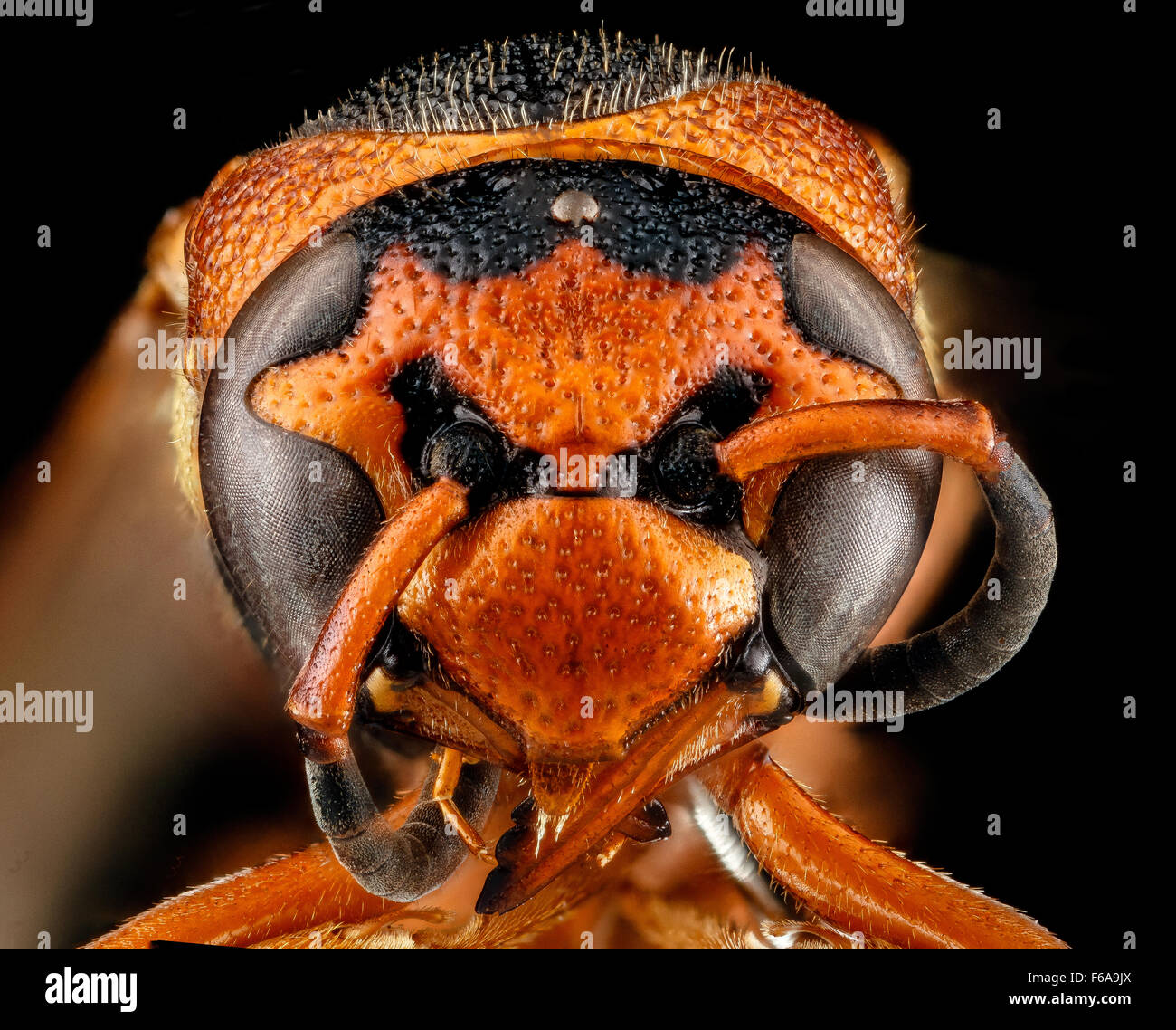 This close-up photograph showcases a female Vespidae wasp from Park ...