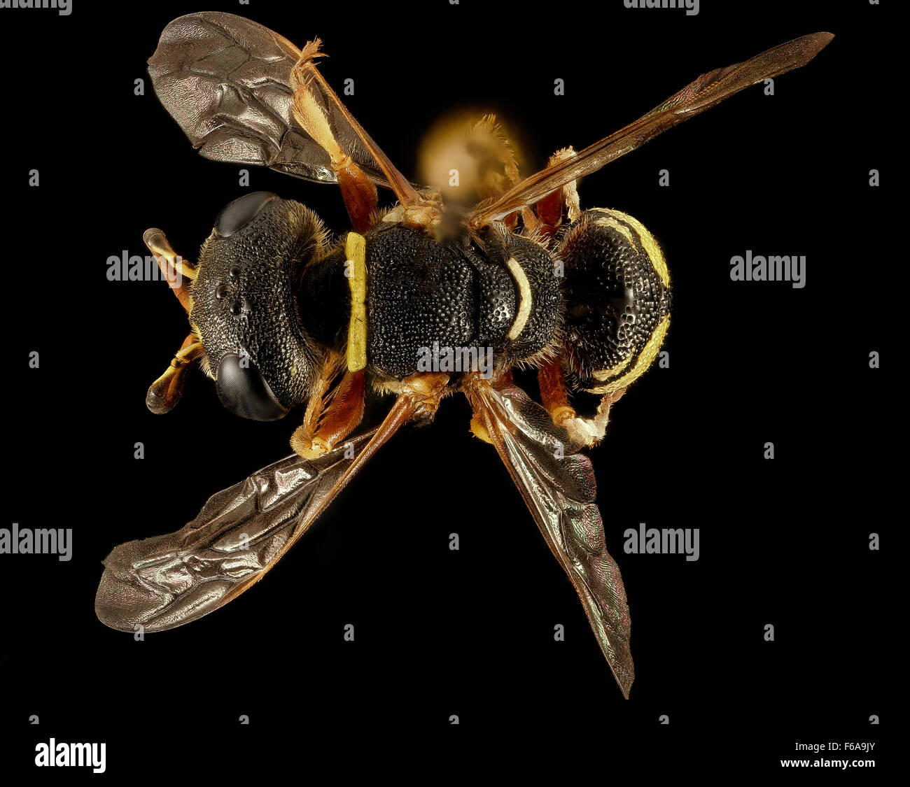 A wasp from Wicomico County, Maryland, was photographed on Groundworks ...