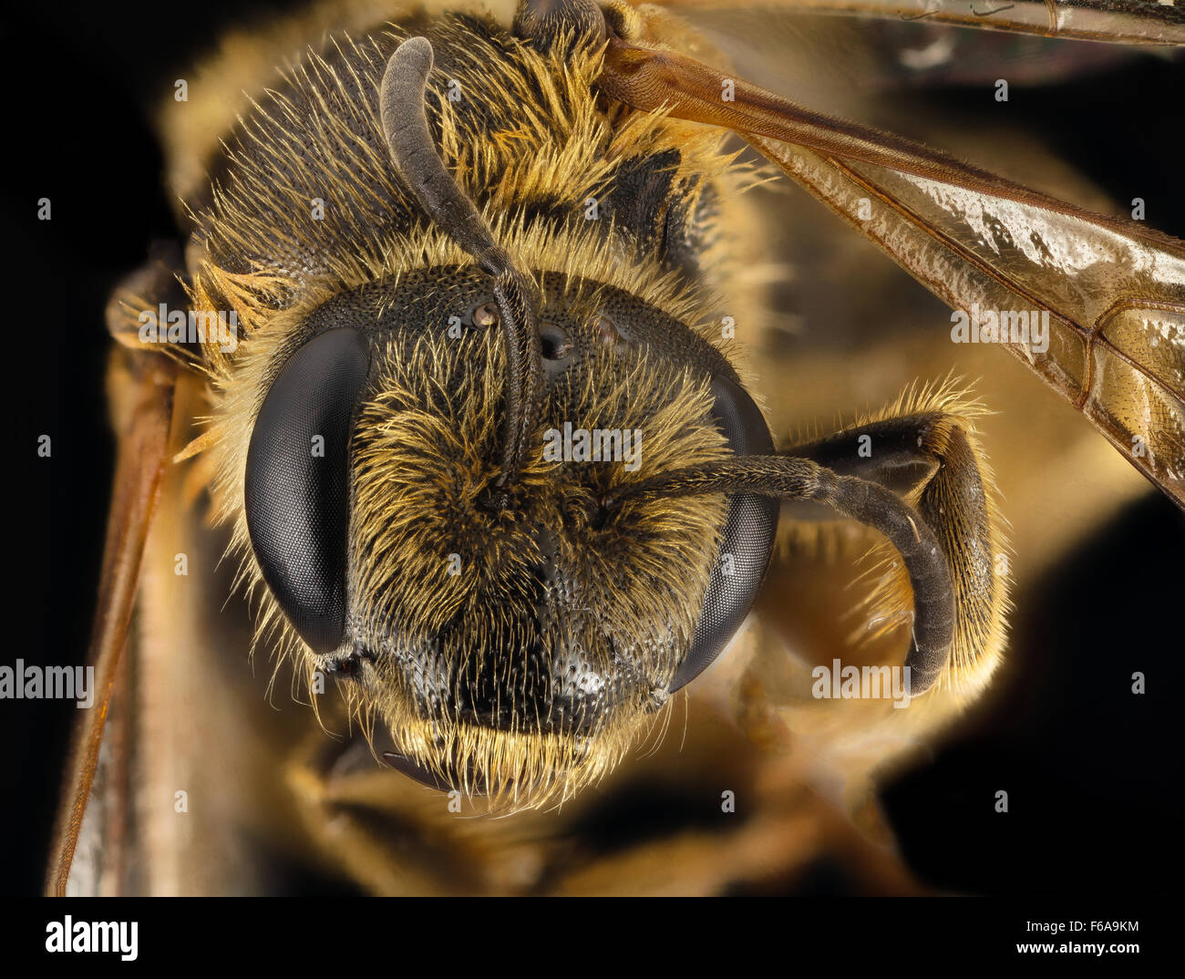 A close-up of a female Halictus farinosus bee from Garfield County ...