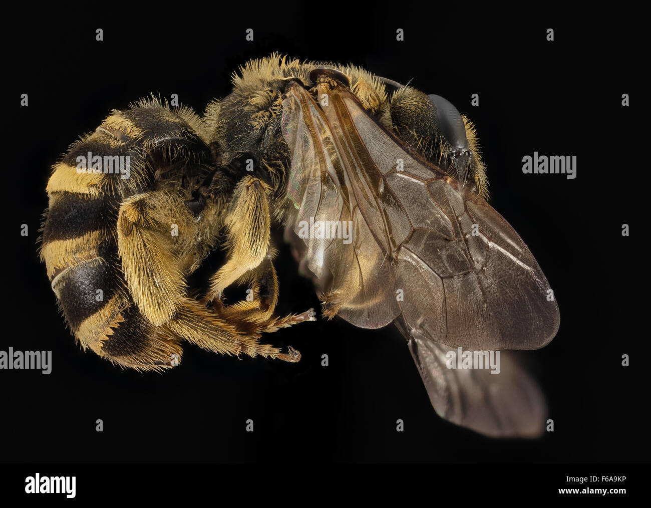 Halictus farinosus hi-res stock photography and images - Alamy
