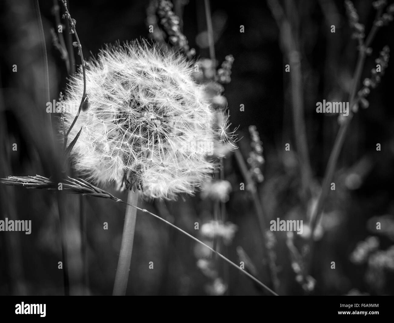 Common urban species Black and White Stock Photos & Images - Alamy