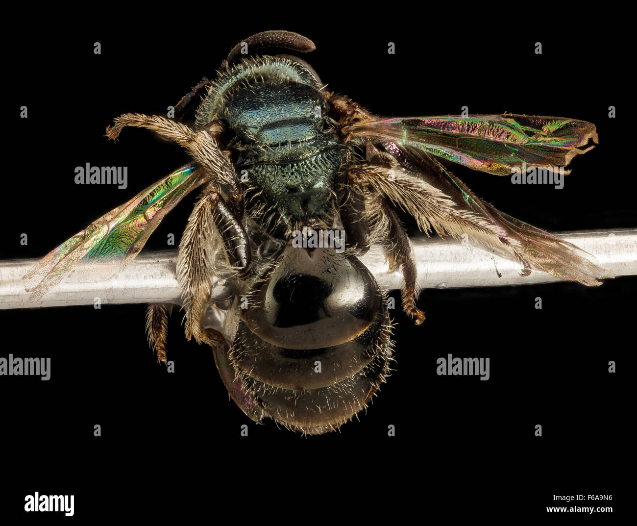 This close-up features a female Lasioglossum nevadense bee, captured in ...