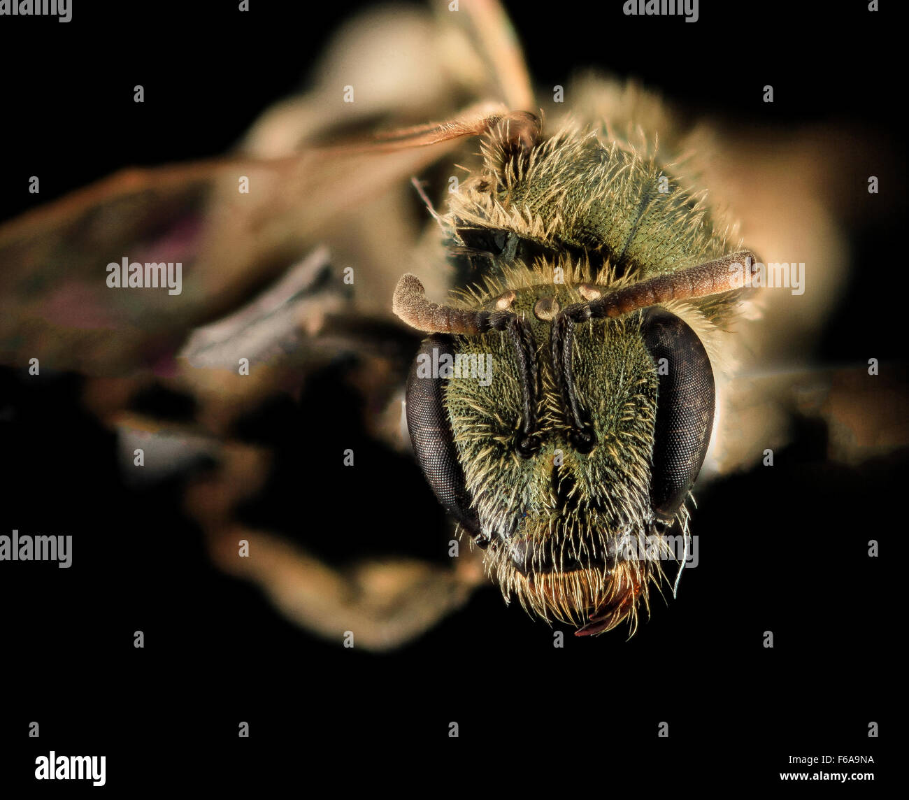 Lasioglossum sedi, a species of sweat bee, photographed in Garfield ...