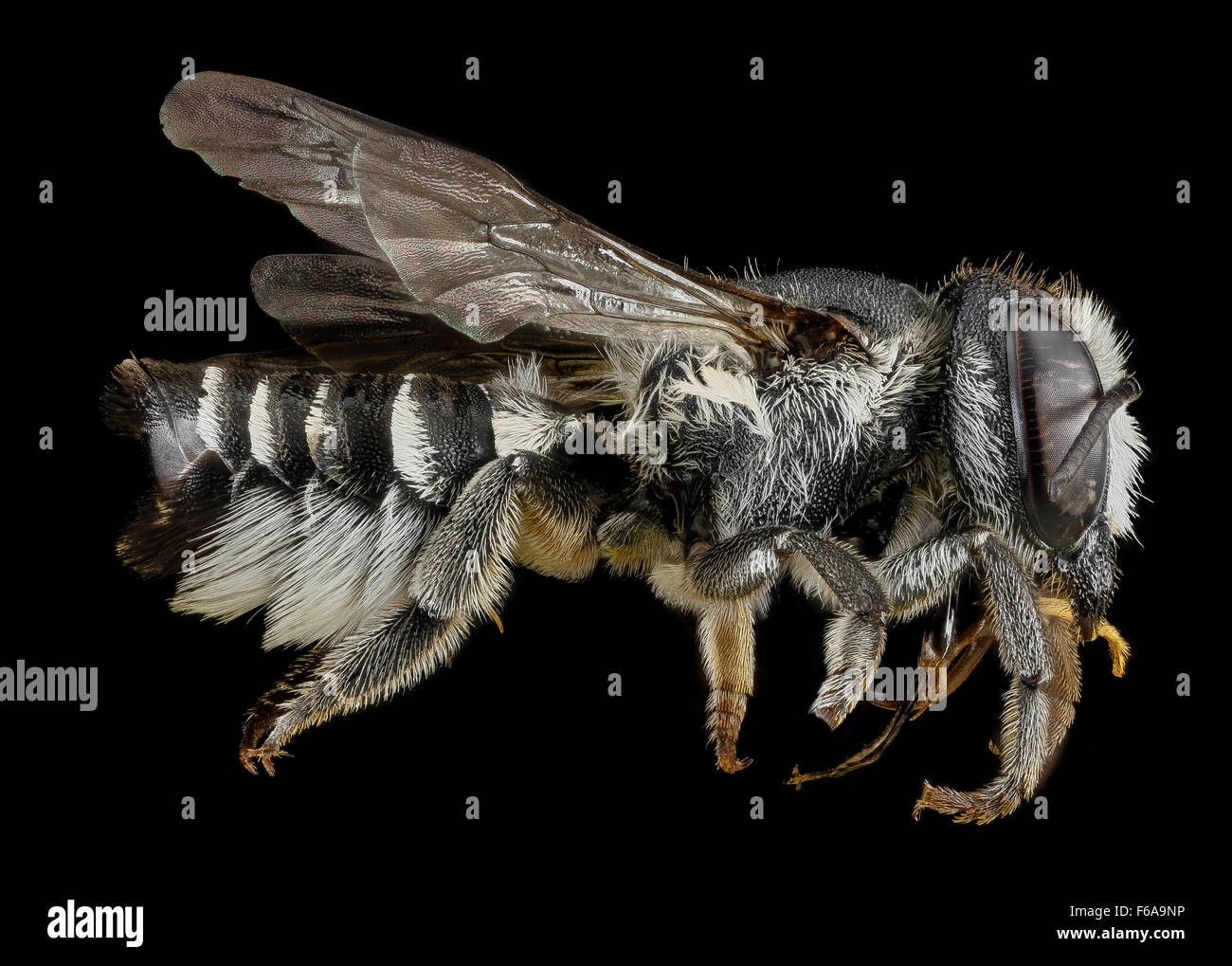 Apicalis Stock Photos & Apicalis Stock Images - Alamy