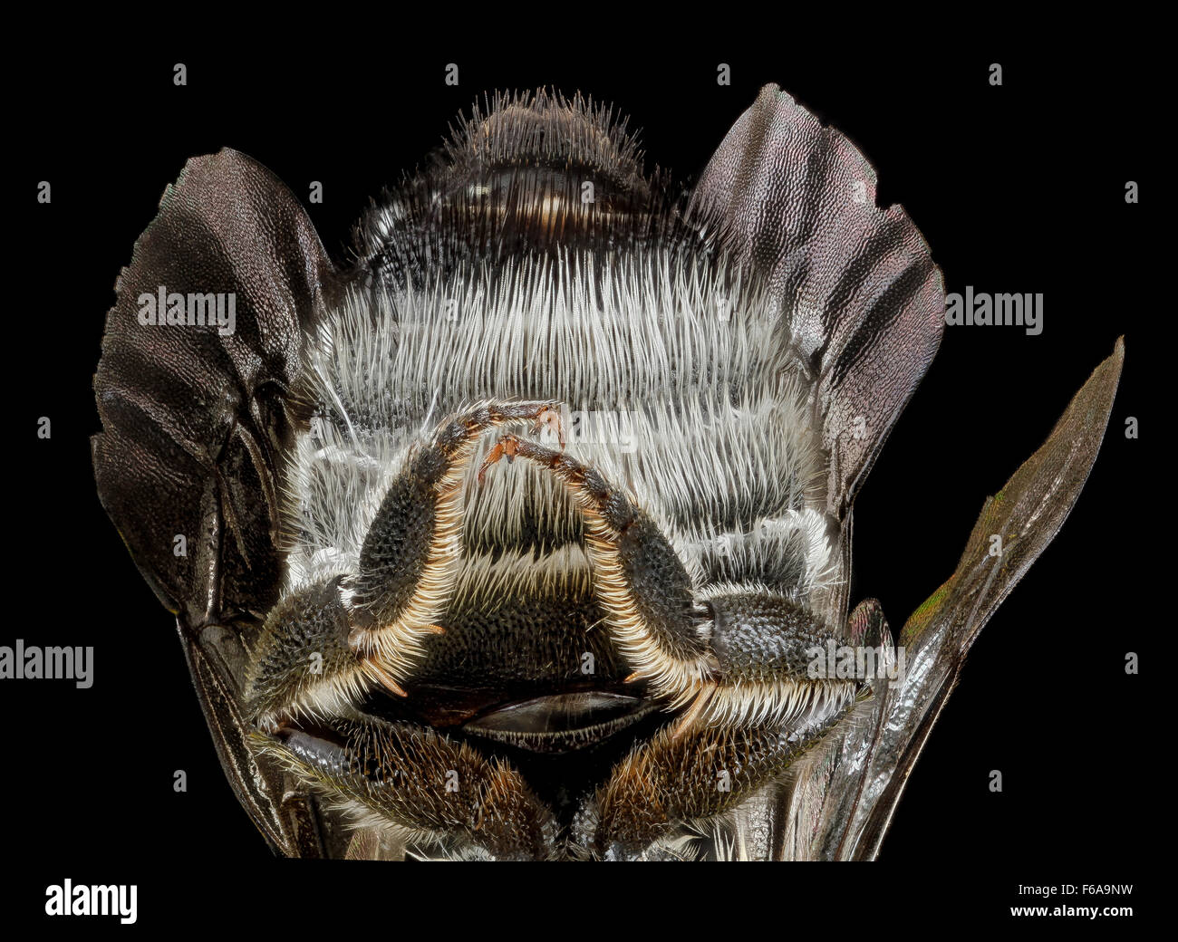 A close-up image of the underside of a female Megachile apicalis, a ...