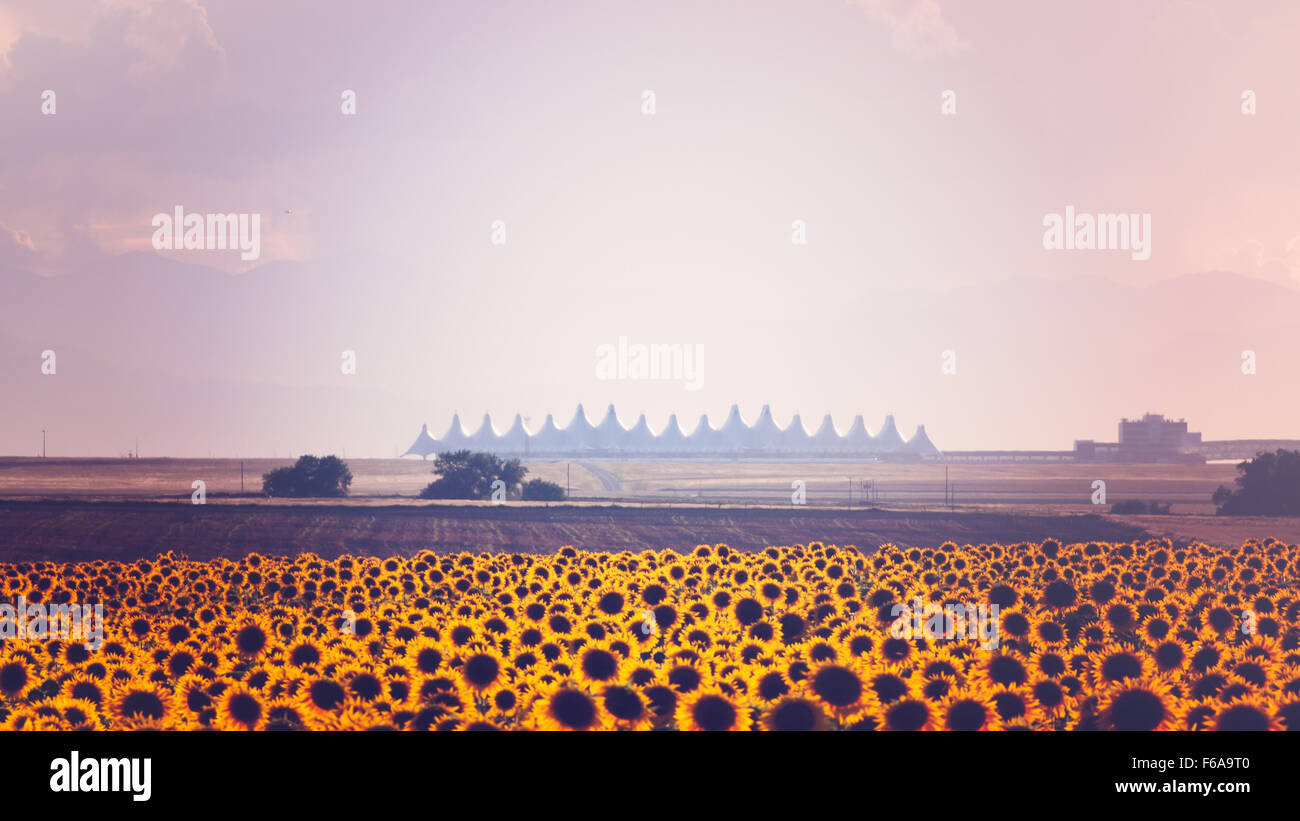 Sunflower field with Denver International Airport in the background ...