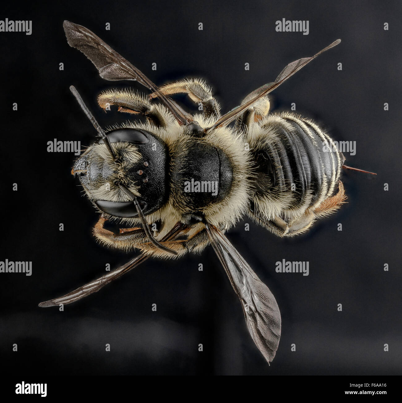 Megachile inermis hi-res stock photography and images - Alamy
