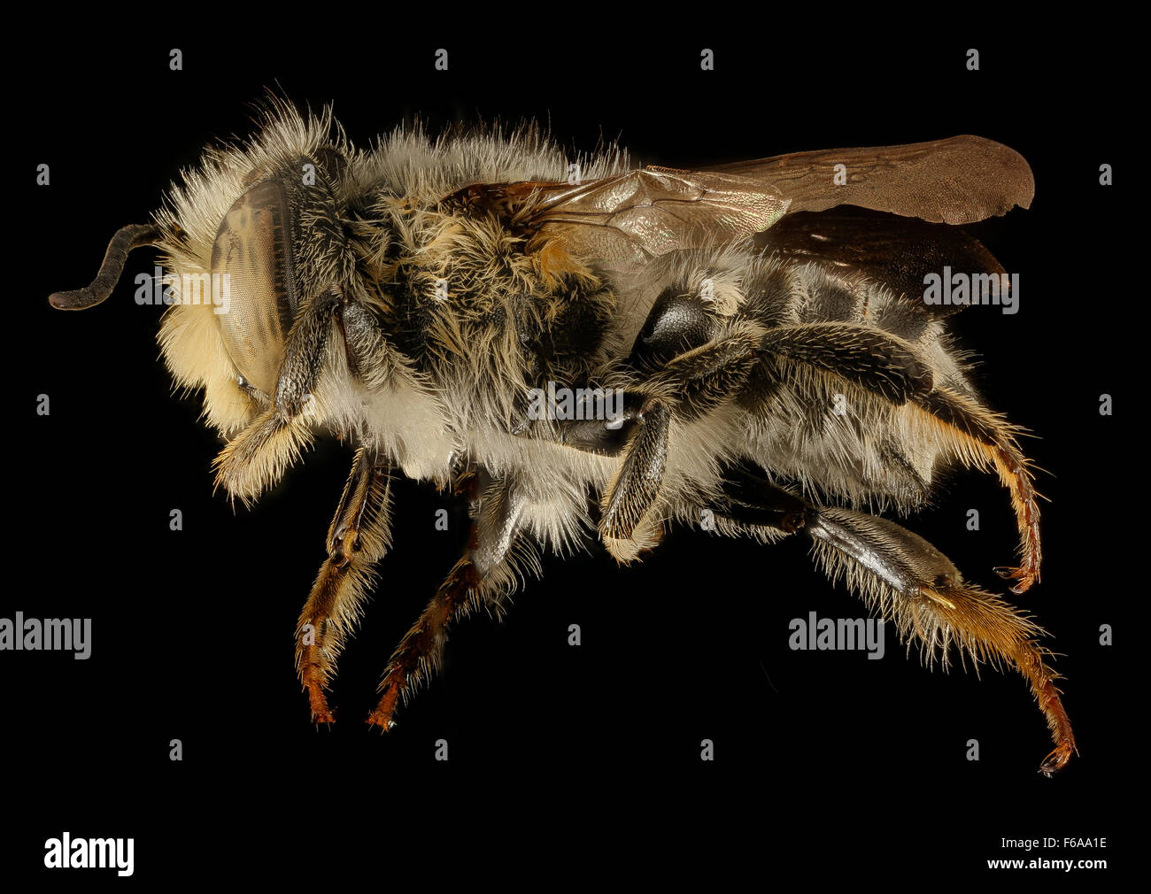 Megachile petulans, a leaf-cutter bee, was photographed in the ...
