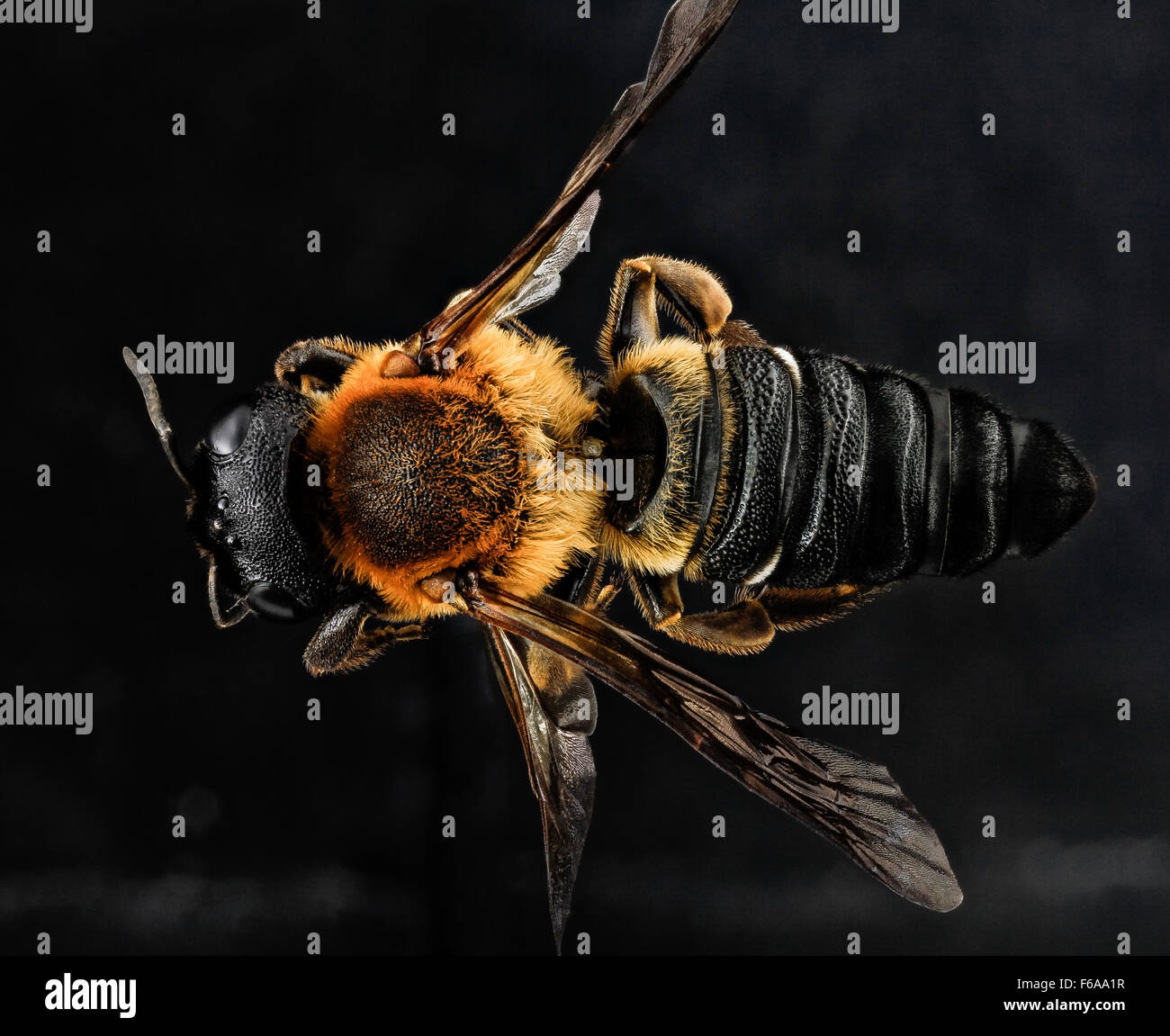 Native megachile species hi-res stock photography and images - Alamy