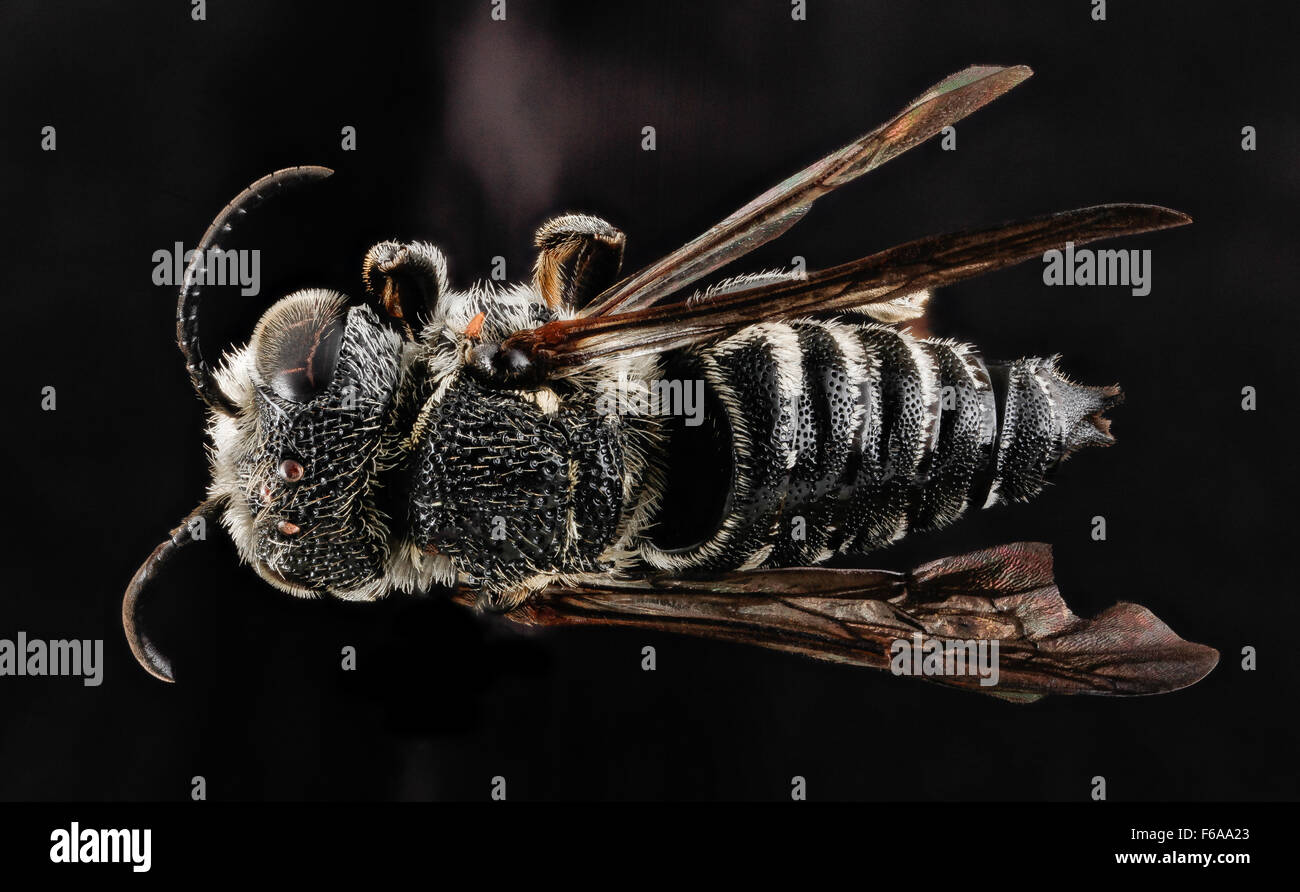 This image shows the back view of a male Coelioxys modesta bee at ...