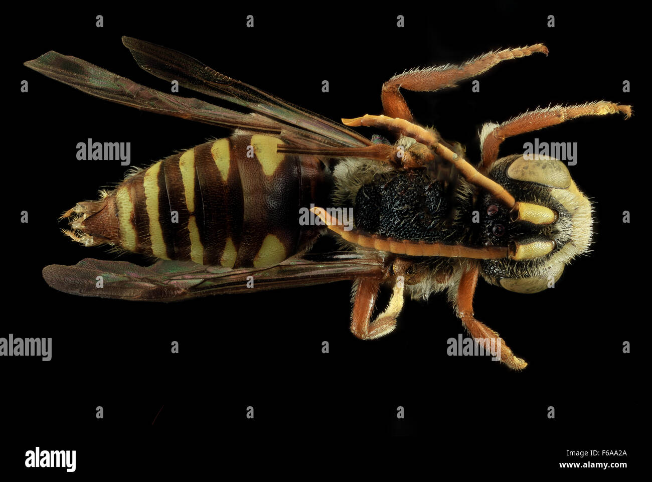 This image features a male Nomada australis, a cleptoparasitic bee ...