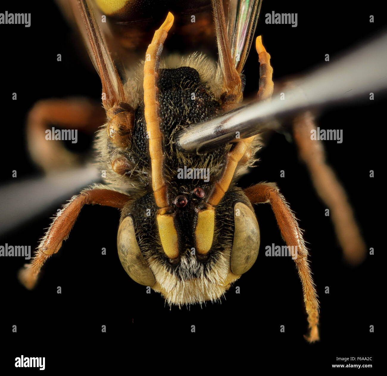 Binomial Nomada High Resolution Stock Photography and Images - Alamy