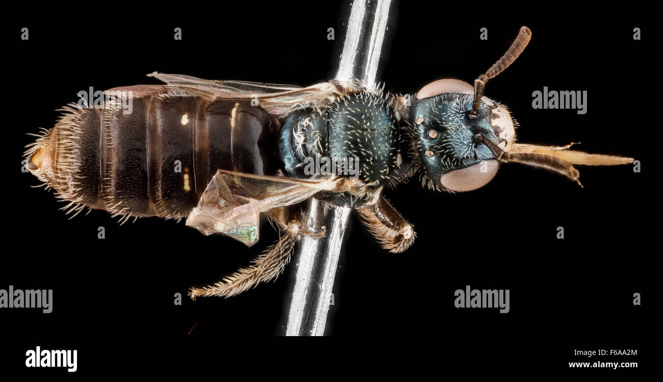 A photograph documenting the female Perdita bishoppi bee, captured on ...