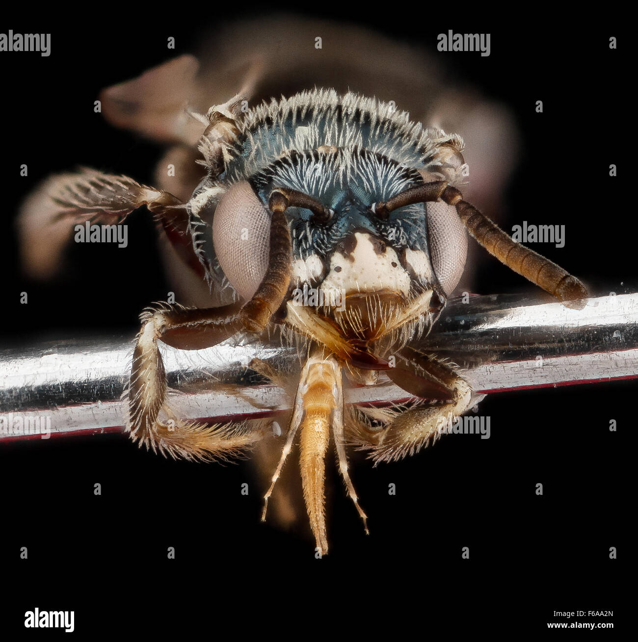 Perdita bee hi-res stock photography and images - Alamy