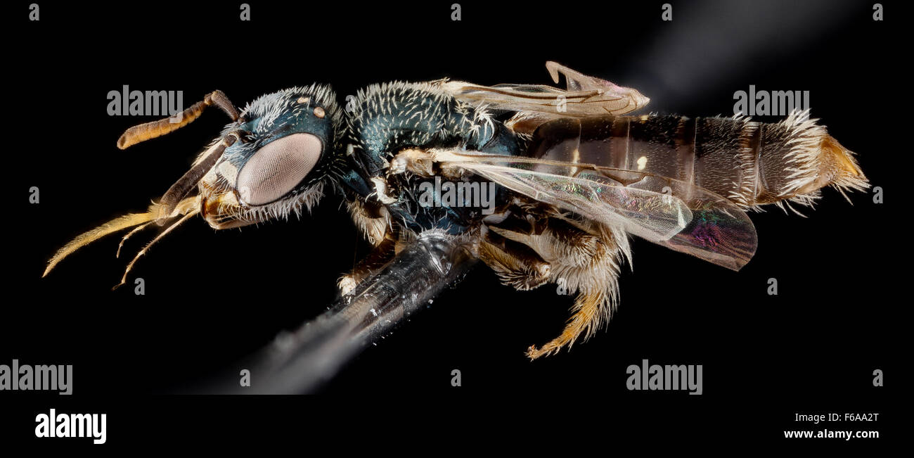 Perdita bee hi-res stock photography and images - Alamy