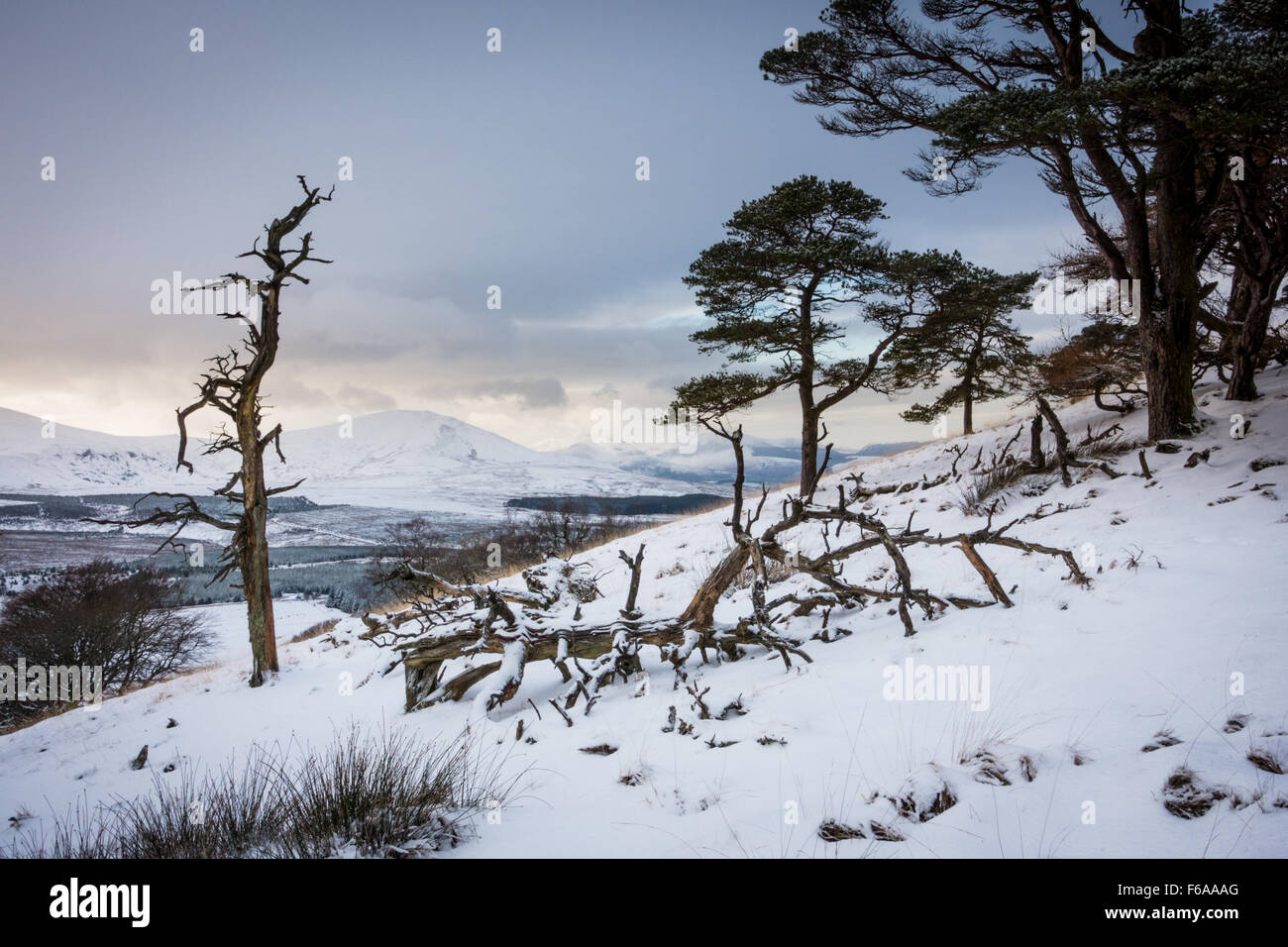 a gnarled old tree nestled between scots pines on great mell fell ...