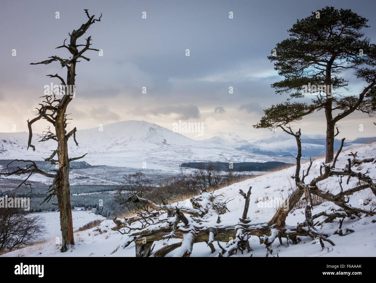 a gnarled old tree nestled between scots pines on great mell fell ...