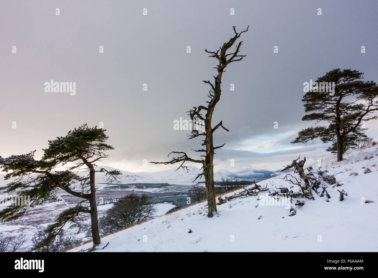 a gnarled old tree nestled between scots pines on great mell fell ...