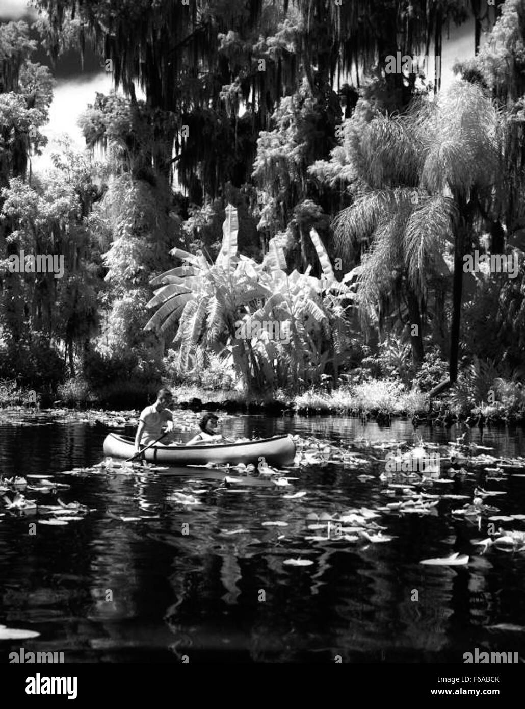 This photograph captures a canoe trip in Florida, showcasing the state ...