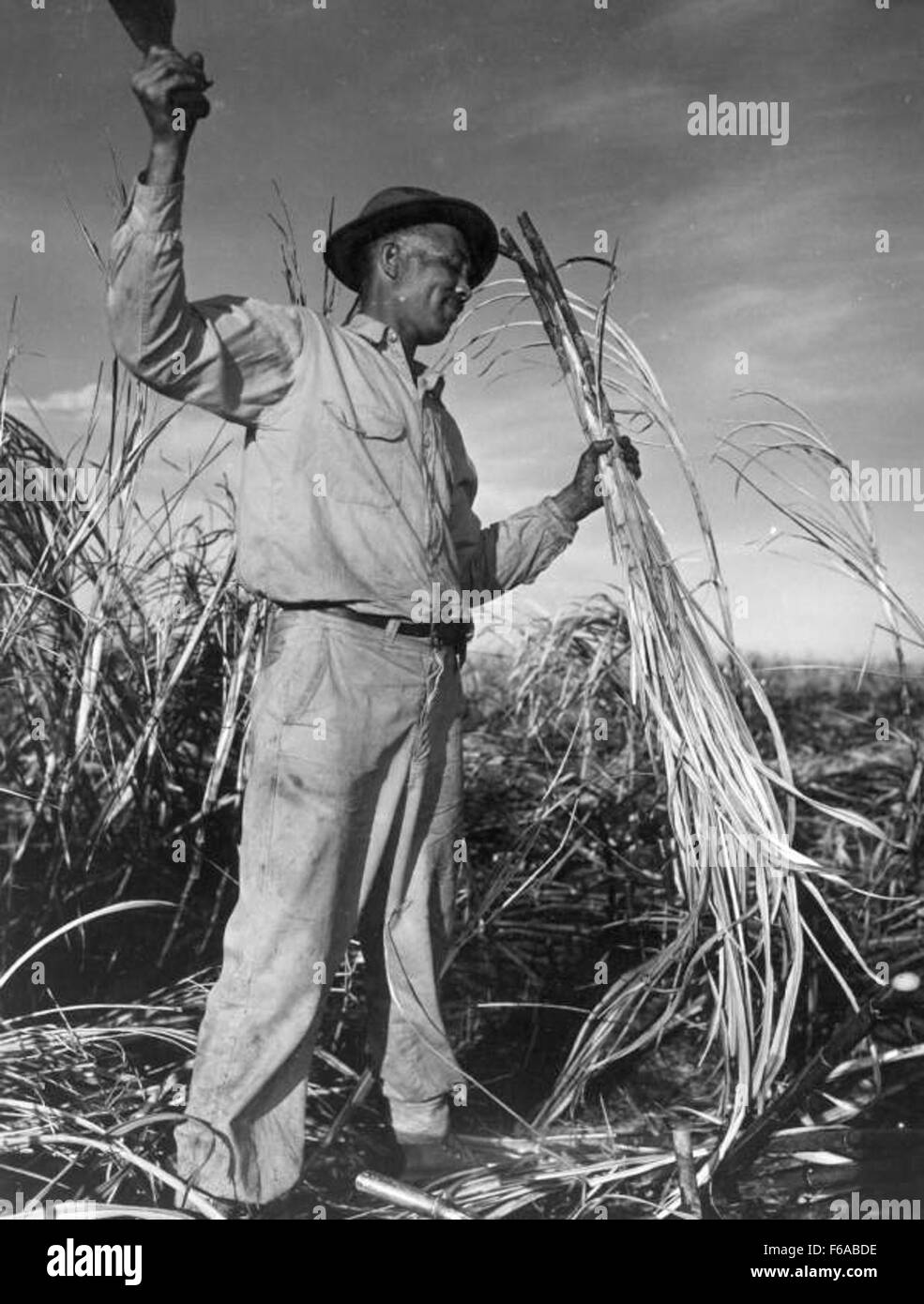 Cane cutting Black and White Stock Photos & Images - Alamy