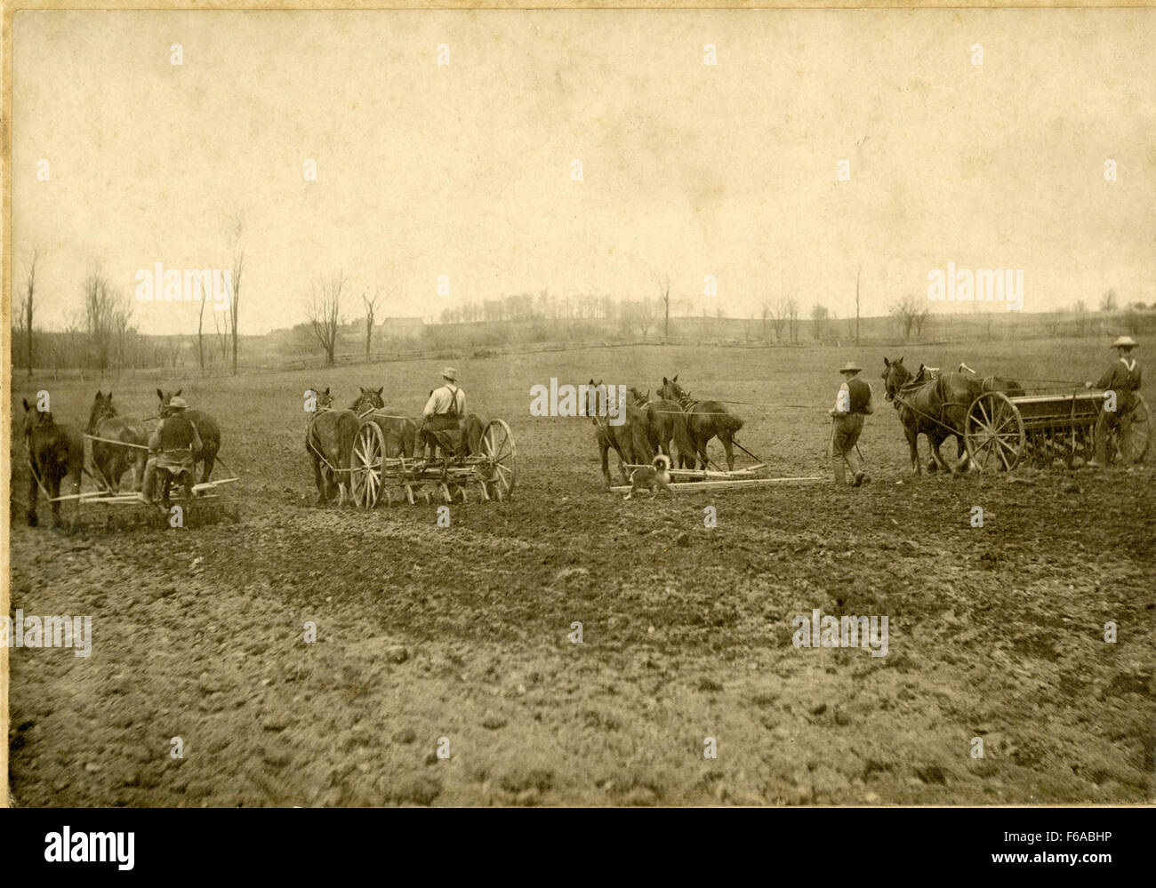 A historic photograph from 1908 showing spring seeding, capturing ...