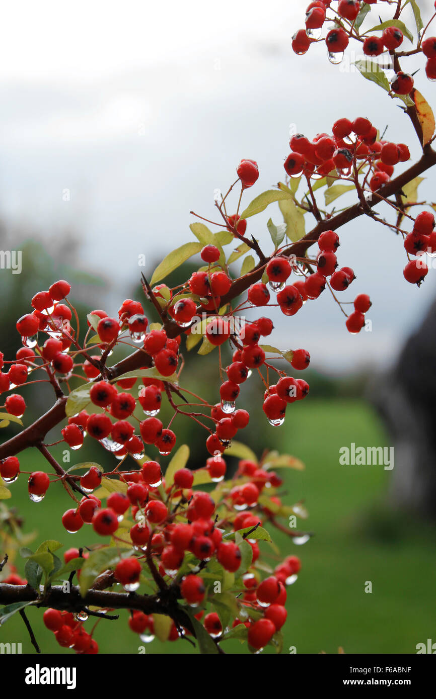 Firethorn - Pyracanthus 'Red Column' after a rain storm Stock Photo - Alamy