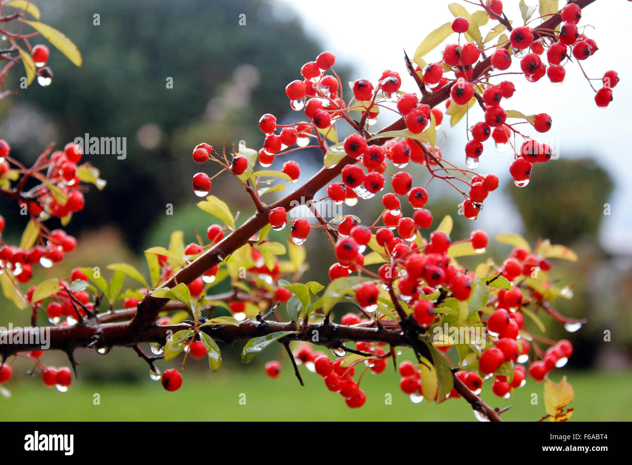 Firethorn - Pyracanthus 'Red Column' after a rain storm Stock Photo - Alamy