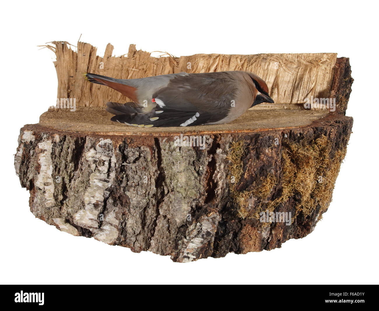 Dying bird hi-res stock photography and images - Alamy