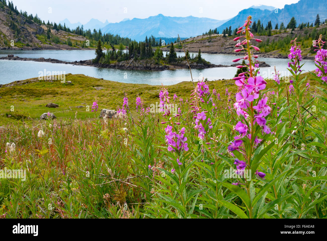 Alpine lake and mountains in sunshine meadows, Alberta Stock Photo - Alamy
