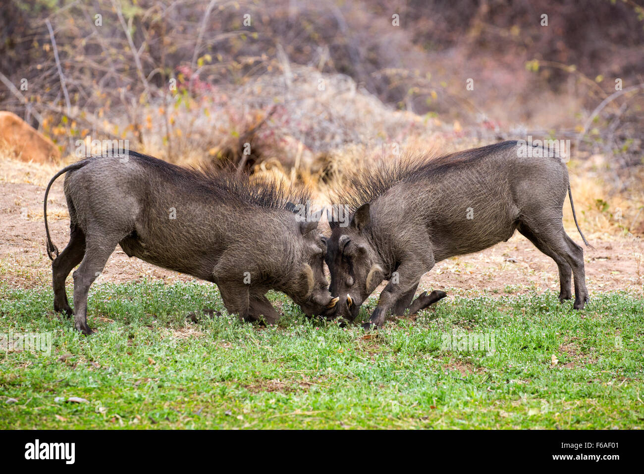 Namibia warthog travel hi-res stock photography and images - Alamy