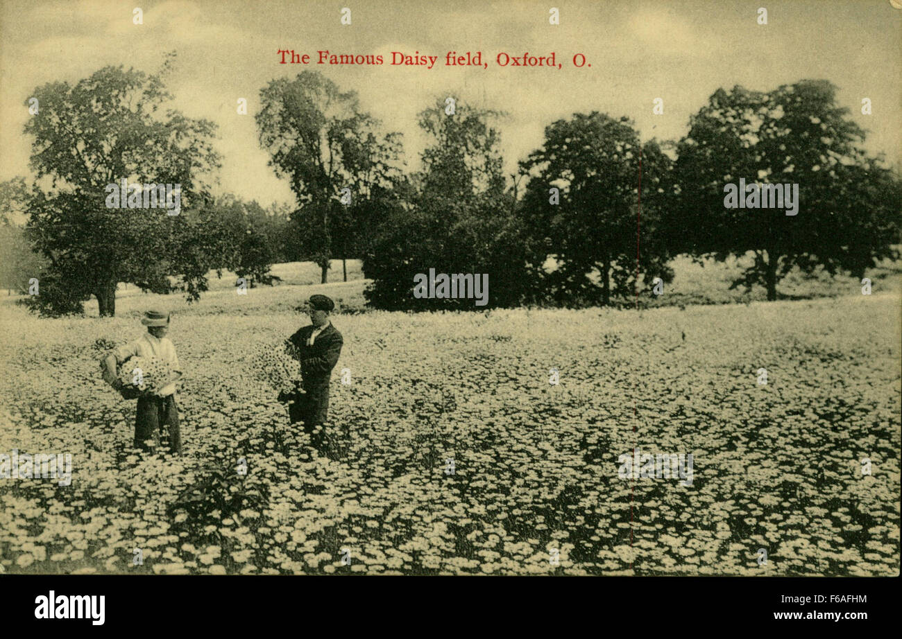 A digital image of a famous daisy field in Ohio, capturing the vibrant ...